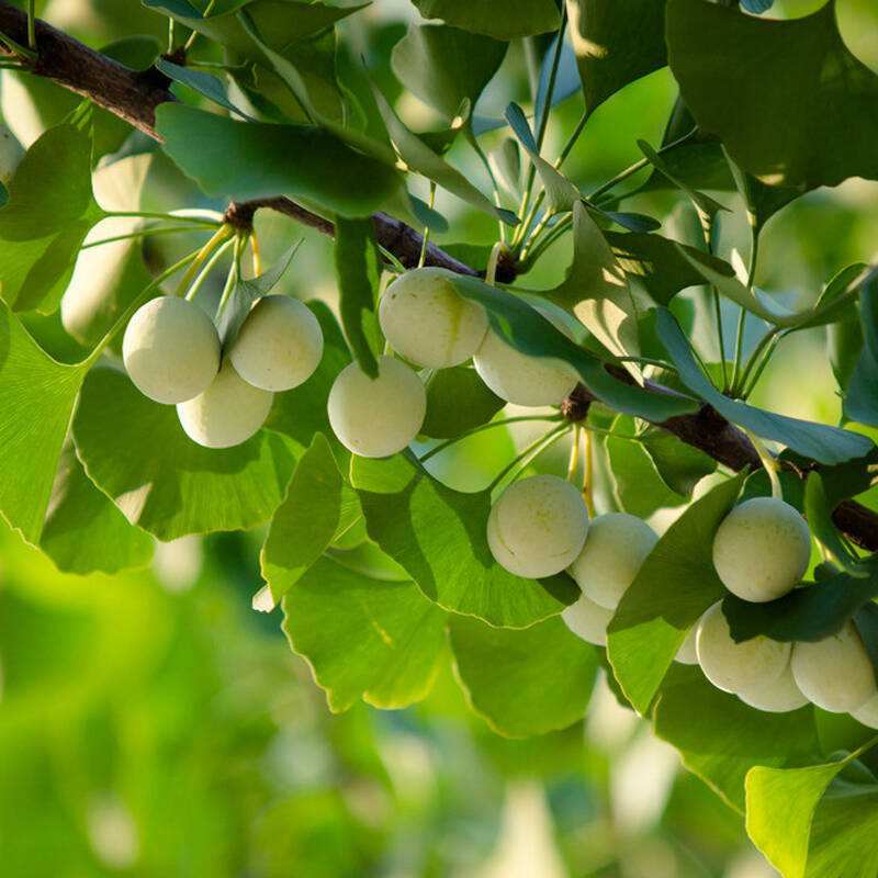 Ginkgo Biloba Fruit