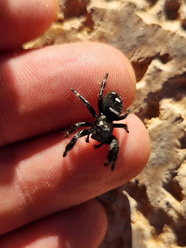Live One (1) Regal Jumping Spider (Phidippus Regius) | eBay
