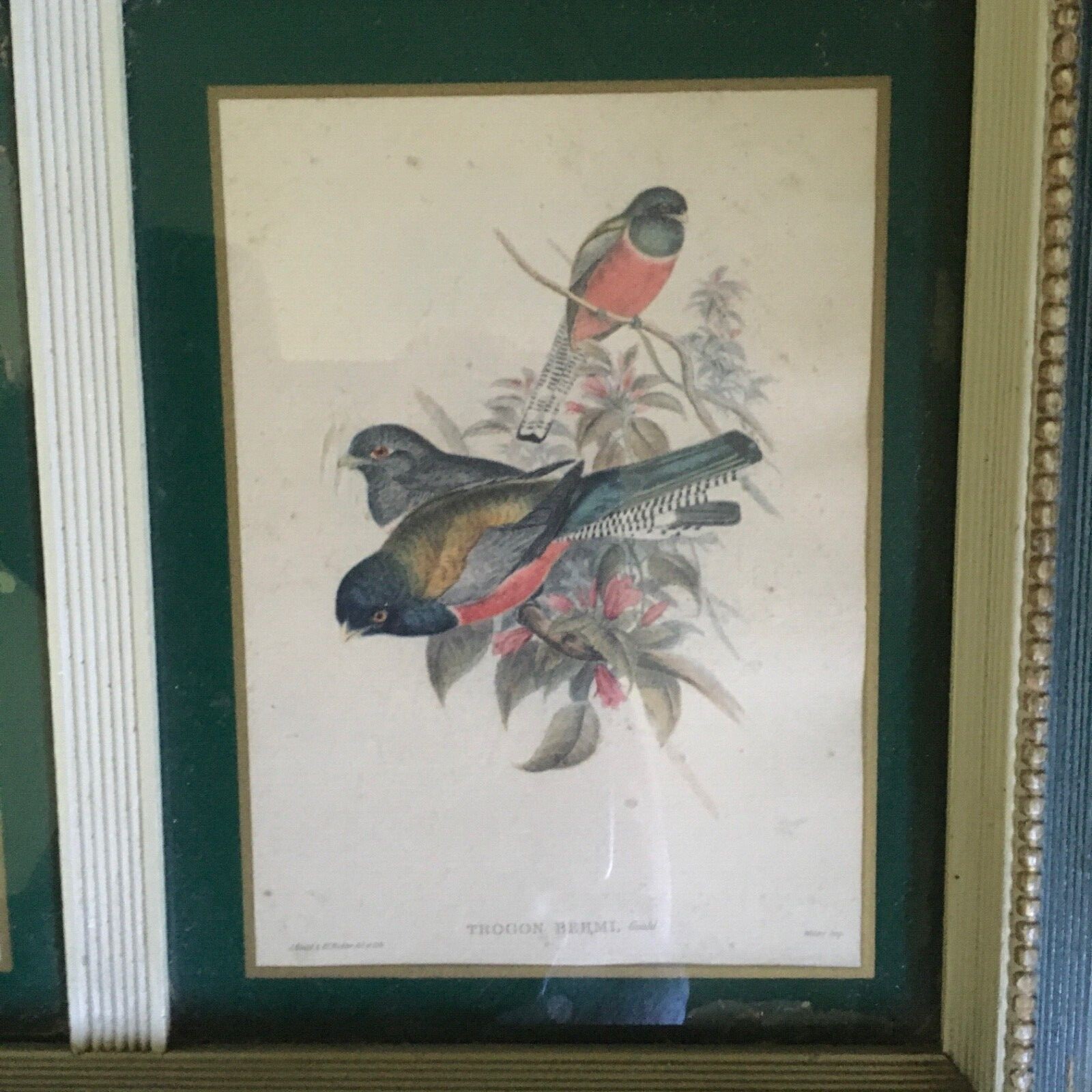 J. Gould & HC Richter & W. Hart Polyptych 4 Exotic Trogon Bird Prints ...