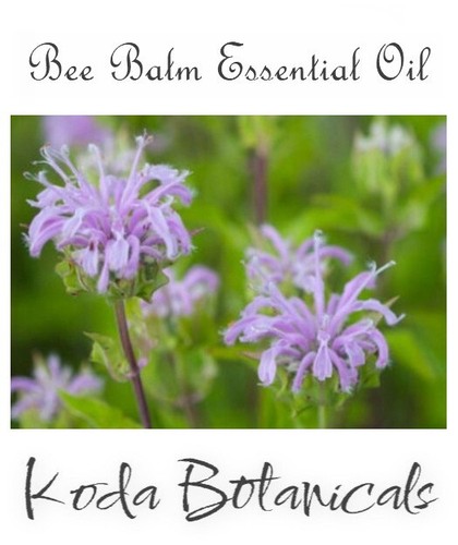 BEE BALM (Monarda fistulosal) 100% Pure Essential Oil 10ml | eBay Australia
