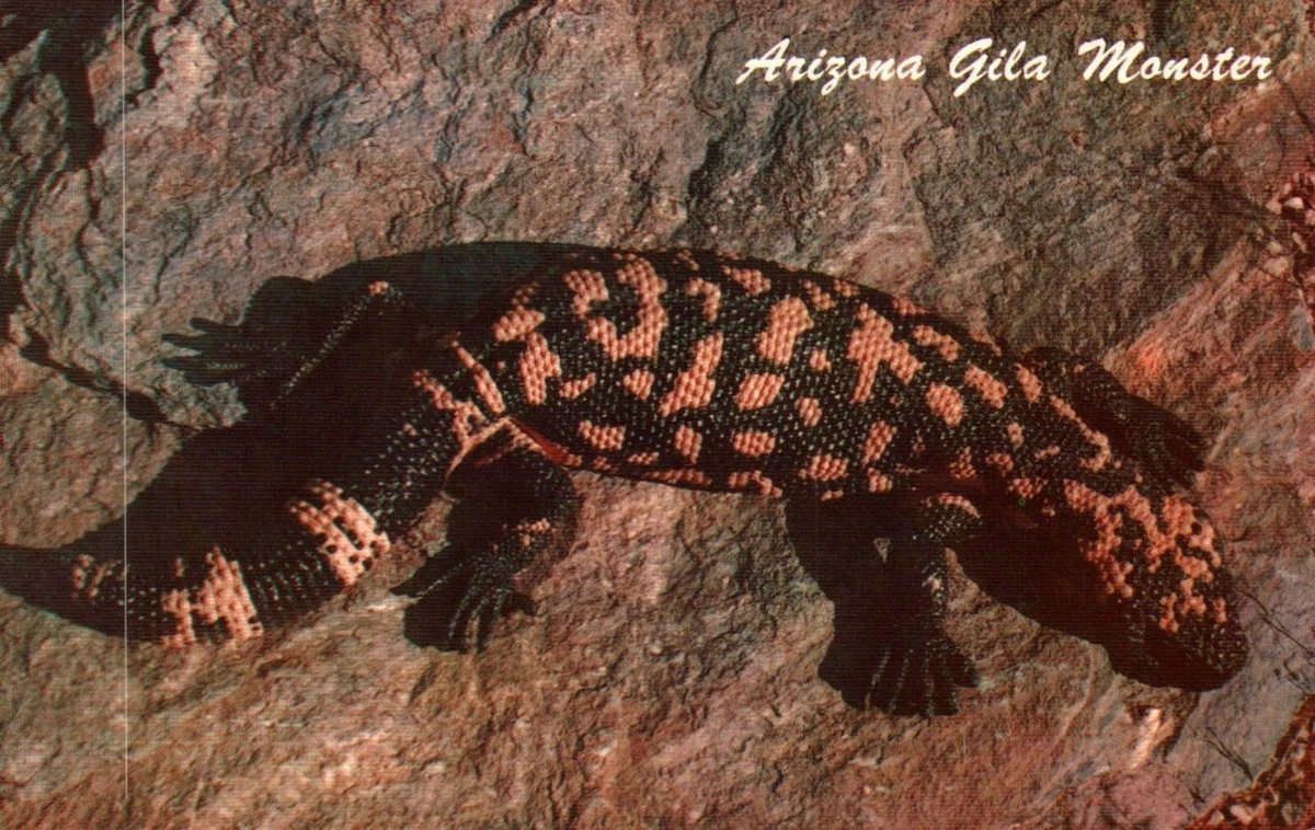 Gila Monster In The Desert