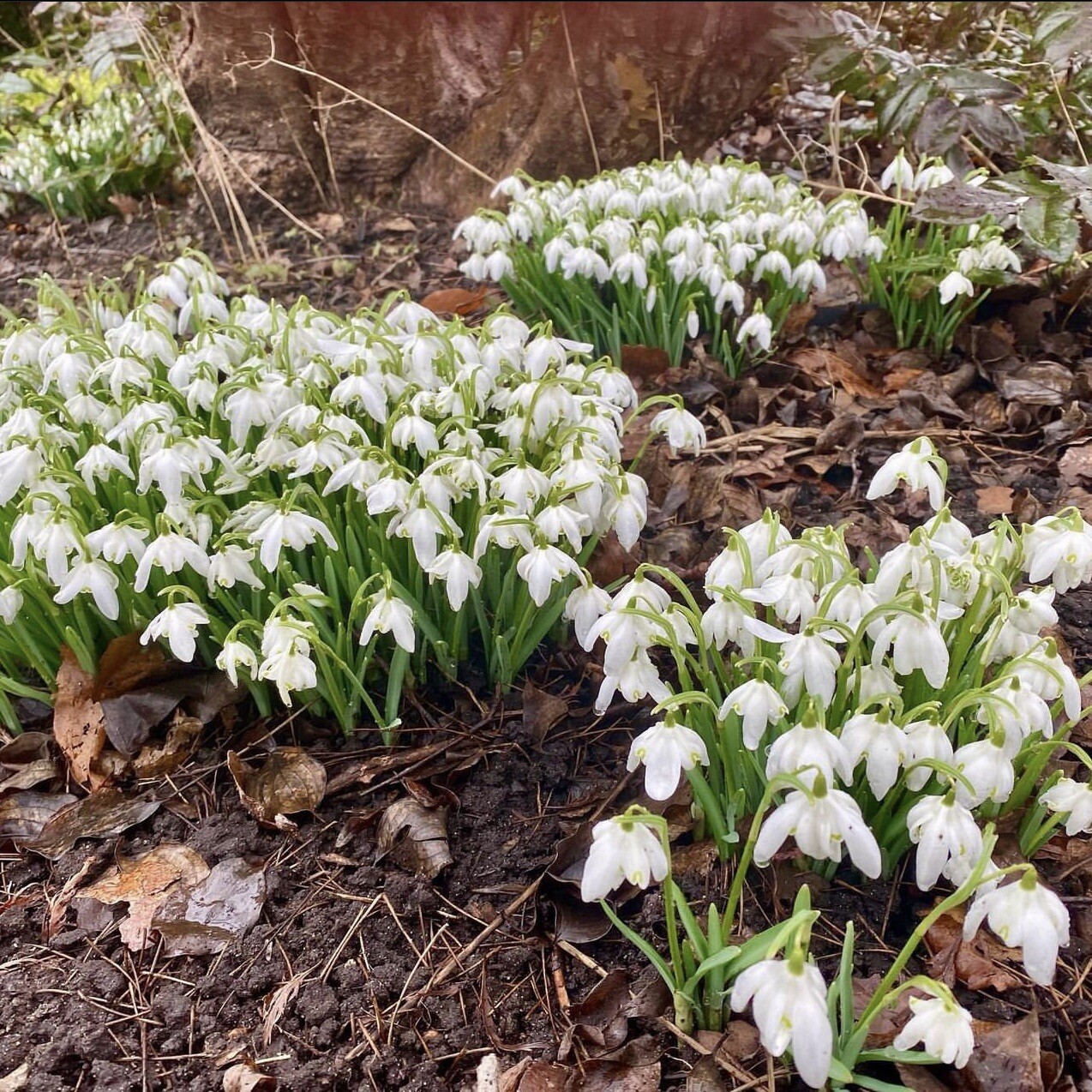 Double Snowdrop Bulbs X100 Galanthus Nivalis Flore Pleno spring ...