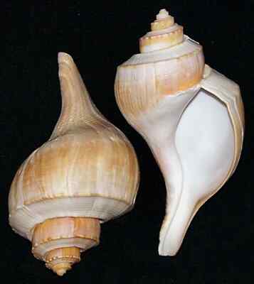 Channel Whelk ~ Busycon canaliculatum - 5"-6" ~ (1 Shell) | eBay