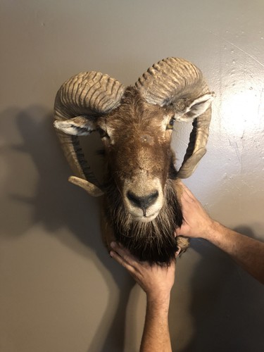 Ram Sheep Head Shoulder Mount Taxidermy Log Cabin Decor | eBay