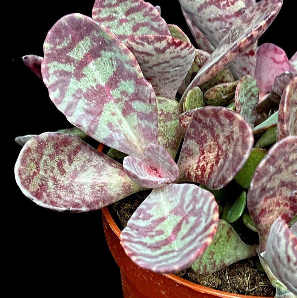 Kalanchoe marmorata 'Red Leopard' Unusual Succulent houseplant in 5 cm ...