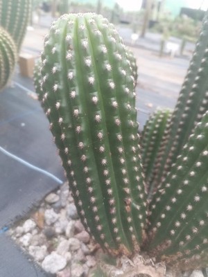 Rarely seen! Indian Corn Cactus. Echinopsis Brevispinulosus. Grab Them ...