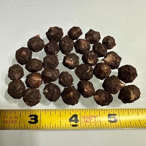 (25) Sauromatum Venosum Voodoo Lily Corpse Flower Amorphophallus Bulbs ...