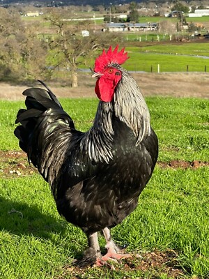 Poultry - Marans Hatching Eggs