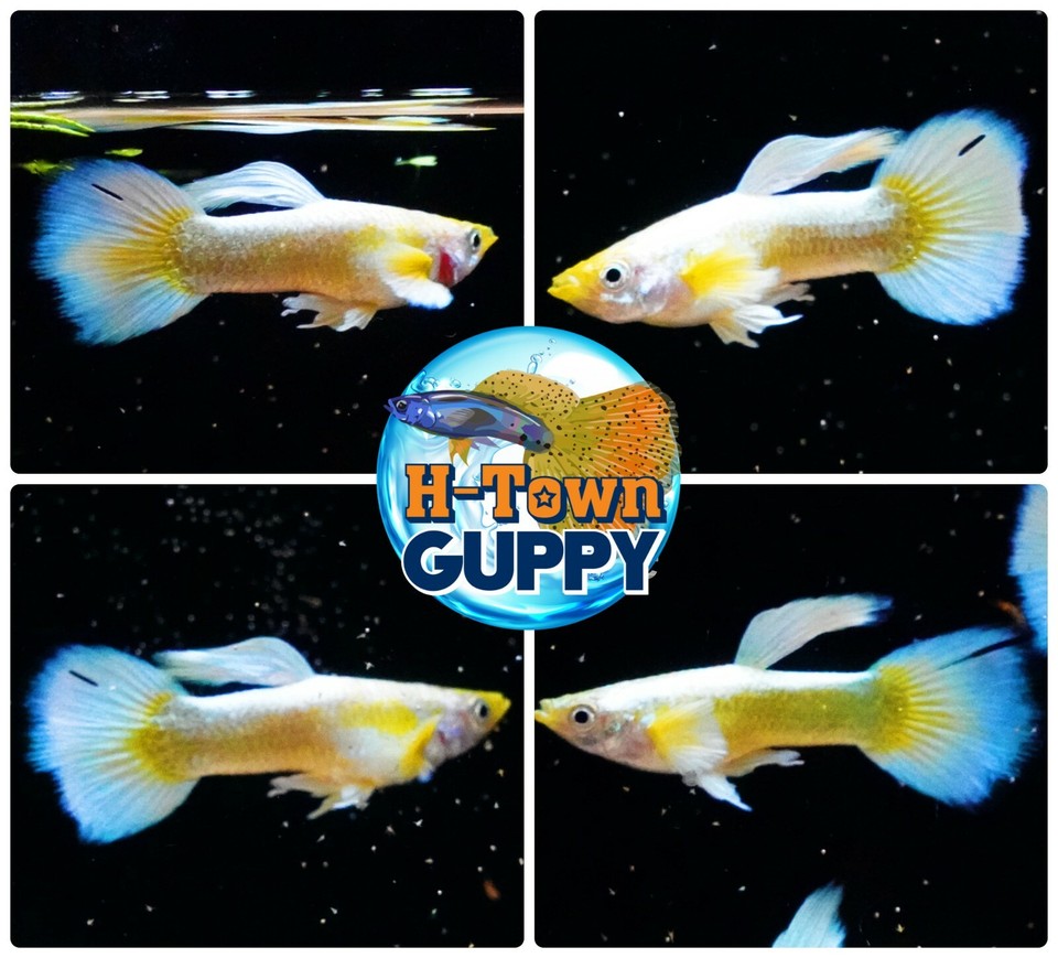 1 TRIO- Live Aquarium Guppy Fish High Quality - Full Gold 24K | eBay