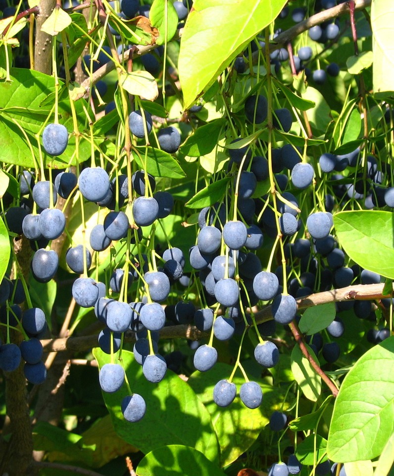 White Fringe Tree, Chionanthus virginicus, Seeds (Showy, Fragrant, Fall ...