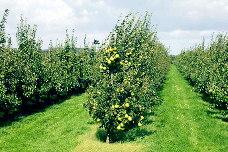 EUROPEAN PEAR TREE SEEDS (Pyrus Communis) Fast Hardy Fruit Flower ...