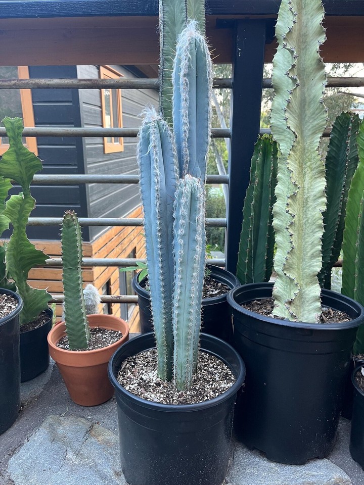 Vivid Blue Torch Cactus | Rare live plant ready to play DIY, Garden ...