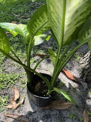 Tropical Snow Dieffanbachia( Dumb Cane)large Healthy House Plants 10 ...