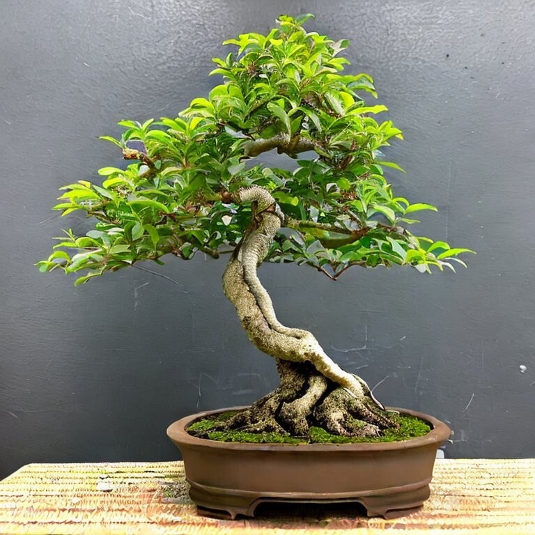 Ficus Religiosa Bonsai