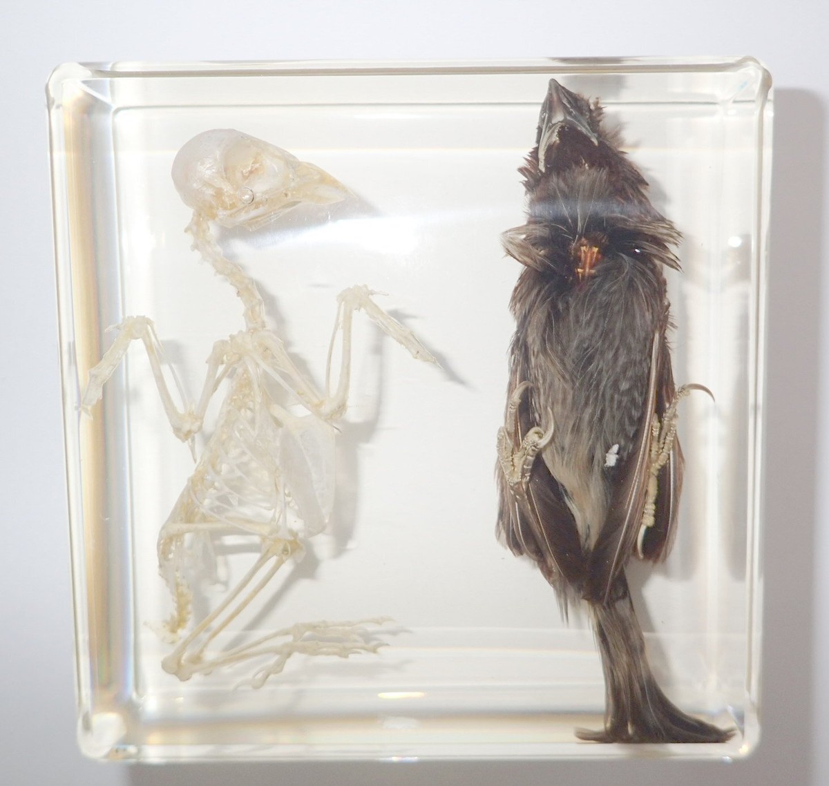 Sparrow Skeleton