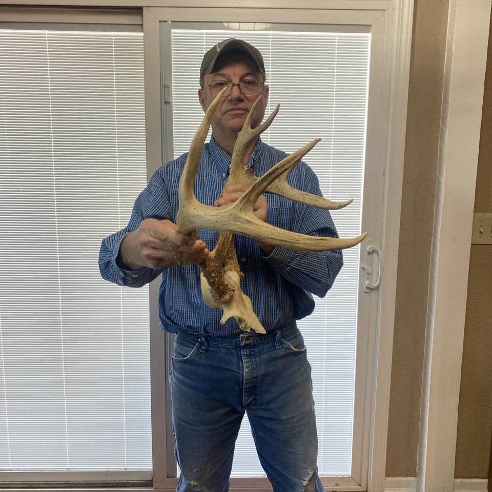 Nice 134” - 9 point rack Wild Whitetail Deer Antler shed | eBay
