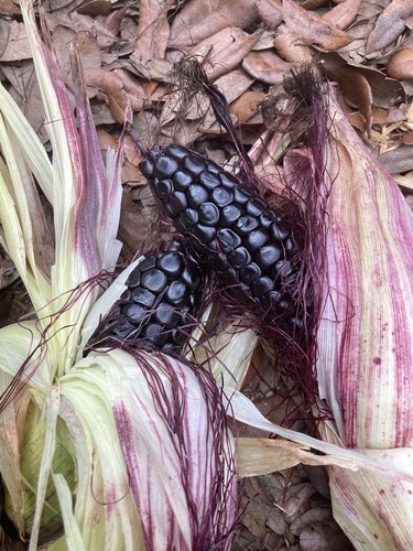 50 Fresh Peruvian Inca Purple Maiz Morado Corn Seed Heirloom -Free ...