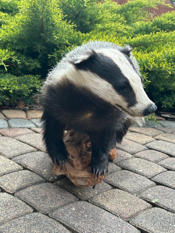 Badger, stuffed badger dog, trophy, taxidermy. | eBay