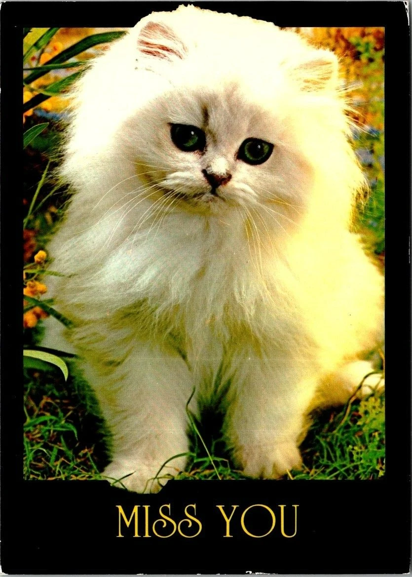 Sad Kitty I Miss You