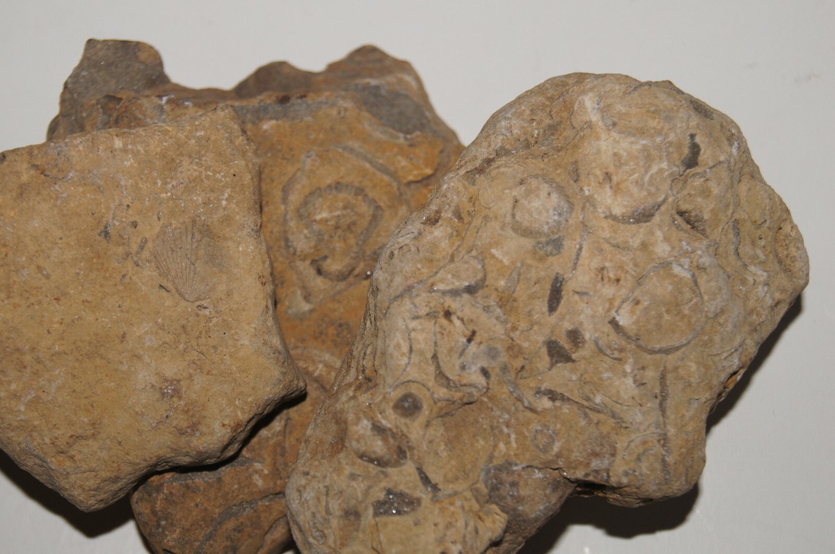 Mississippi Fossilien