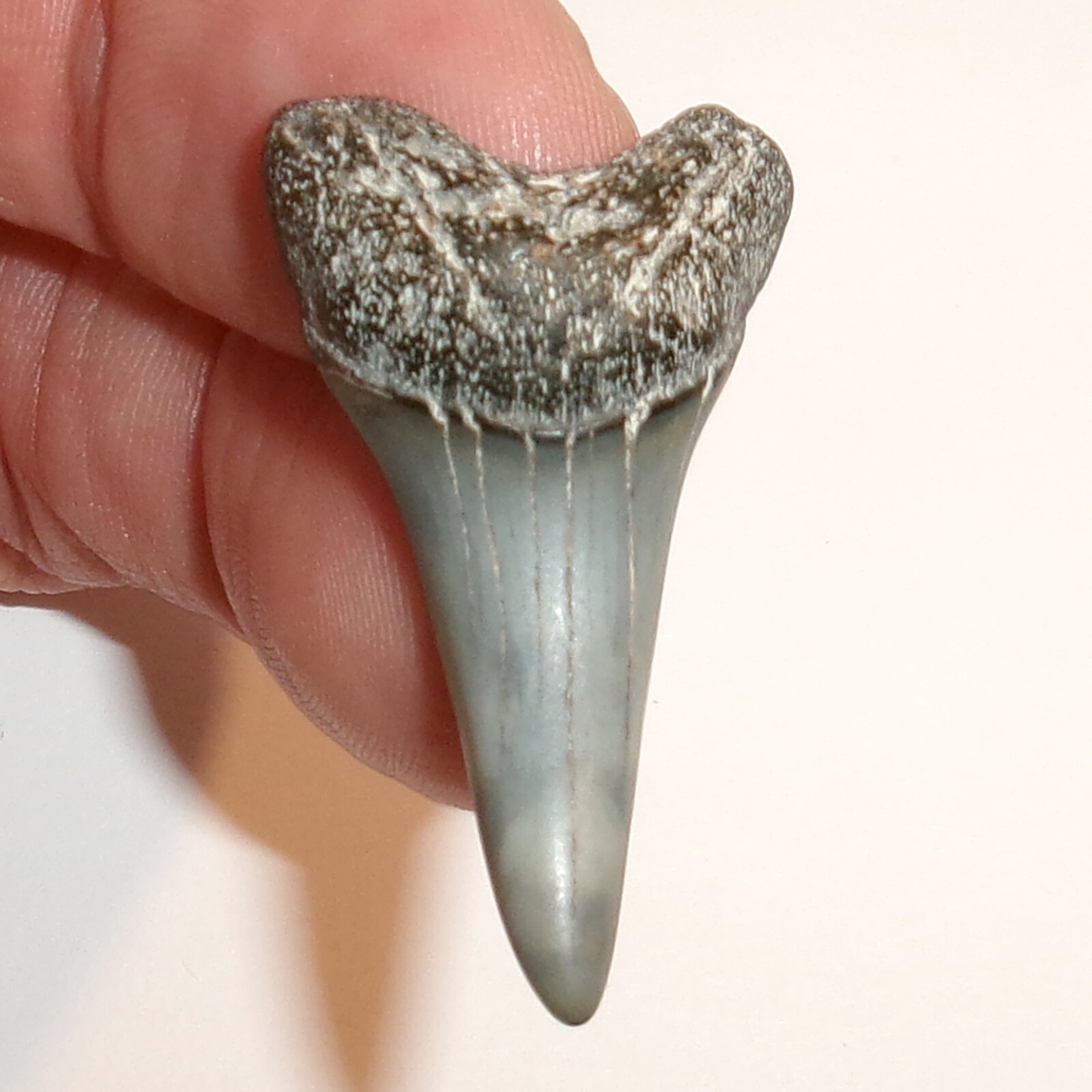Mako Shark Tooth 1.508" Fossil from South Carolina Real Sharks Teeth | eBay