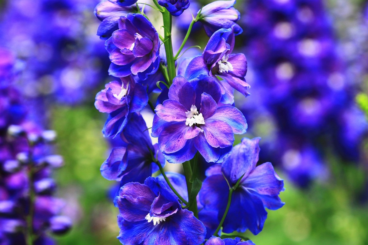 Blue Larkspur Flower