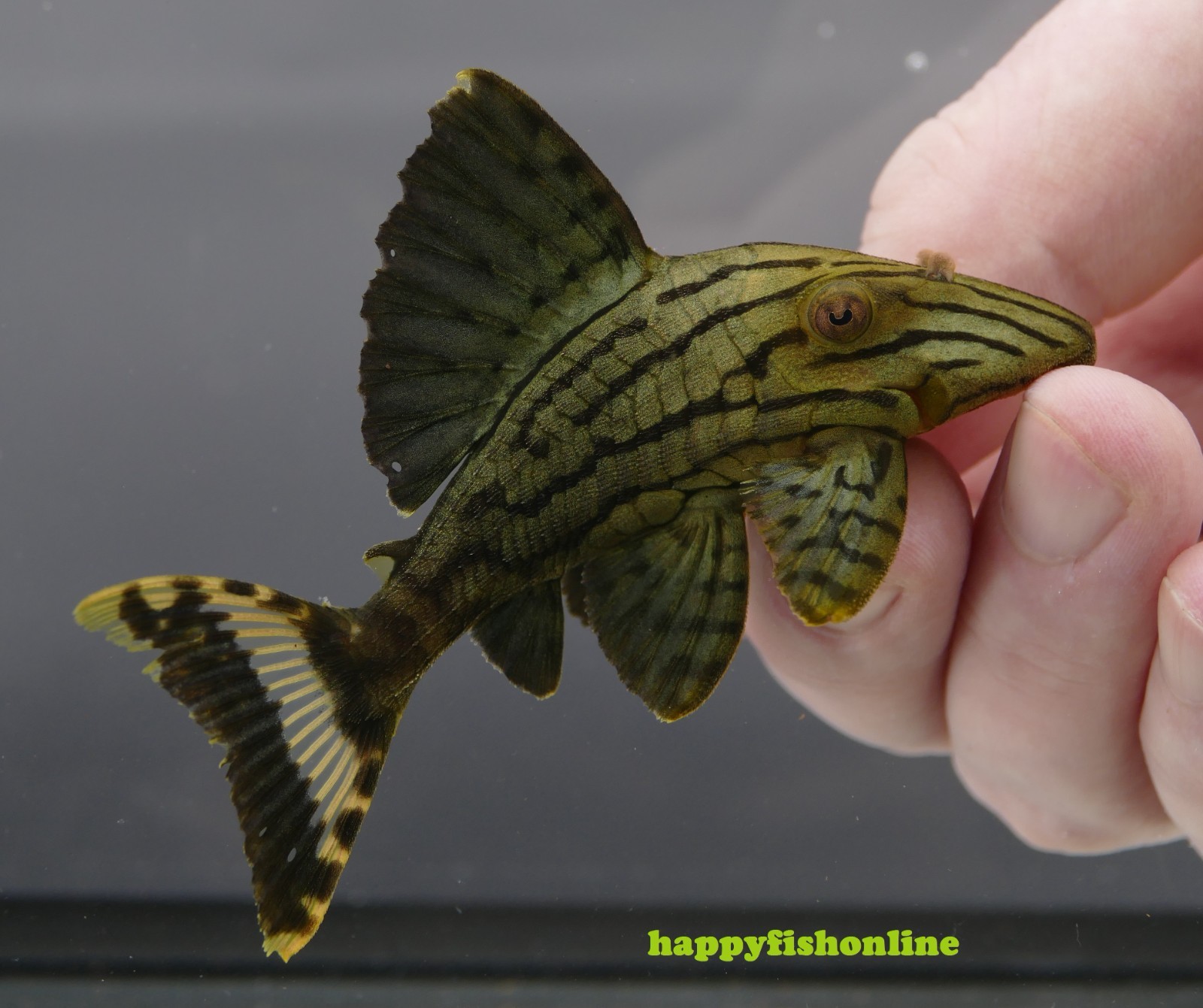 L191 BROKEN LINE ROYAL PLECO! ABSOLUTELY GORGEOUS JUVENILE LIVE FISH ...