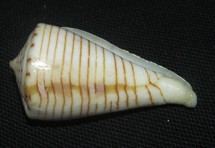 50 mm RARE Conus Hirasei Cone Seashell Balut Island Deep Water GREAT ...
