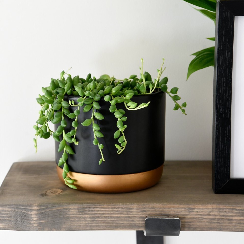 T&M String of Teardrops Senecio Houseplants Trailing Tender Perennial ...