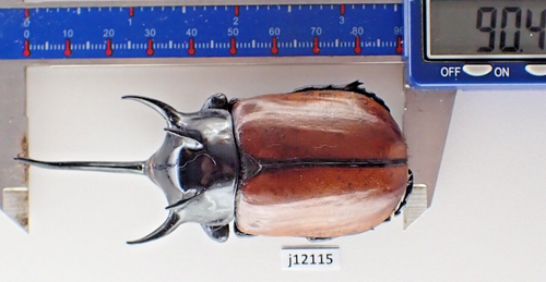 j12115. Insects, Dynastidae: Eupatorus gracilicornis sp. Vietnam South ...
