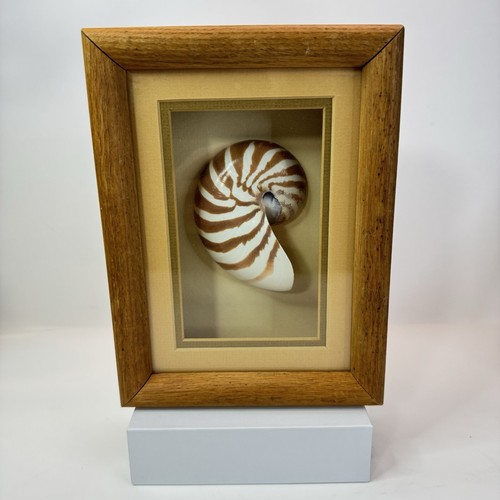 Nautical Shadow Box - Real Nautilus 1/2 Shell Wall Art Nautical Beach ...