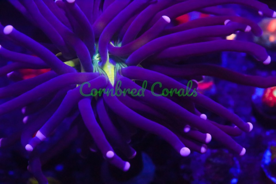 Cornbred's Miami Malaysian Torch - Frag - LIVE CORAL | eBay