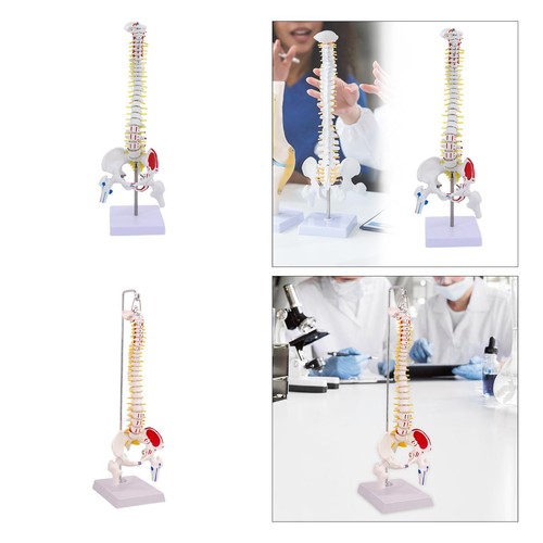 Spine Model Spinal Cord Model with Stand Detailed Desktop Decoration ...