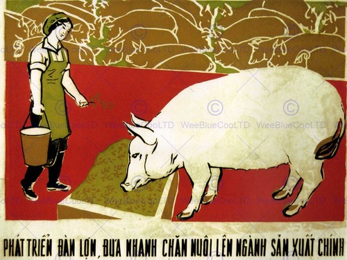 PROPAGANDA POLITICAL ECONOMY PIG SWINE FOOD FARM VIETNAM POSTER PRINT ...