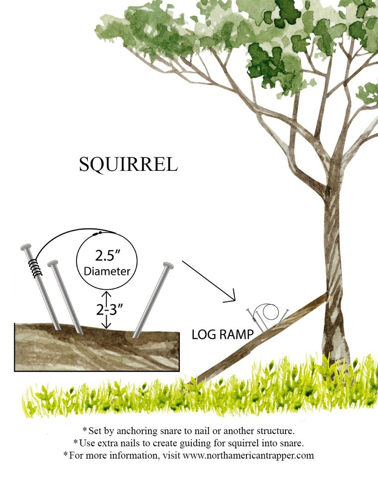 DOZEN of 3/64" EZ SET RABBIT / SQUIRREL Trapping Snares ~ PRE-ASSEMBLED ...