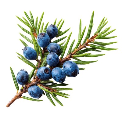 Juniper Branch Vinyl Car Decal Sticker – Waterproof & UV-Resistant | eBay