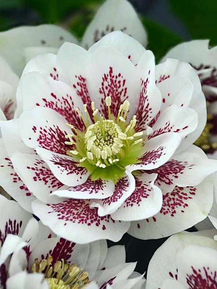 Confetti Cake™ Wedding Bells Christmas/Lenten Rose - Helleborus ...