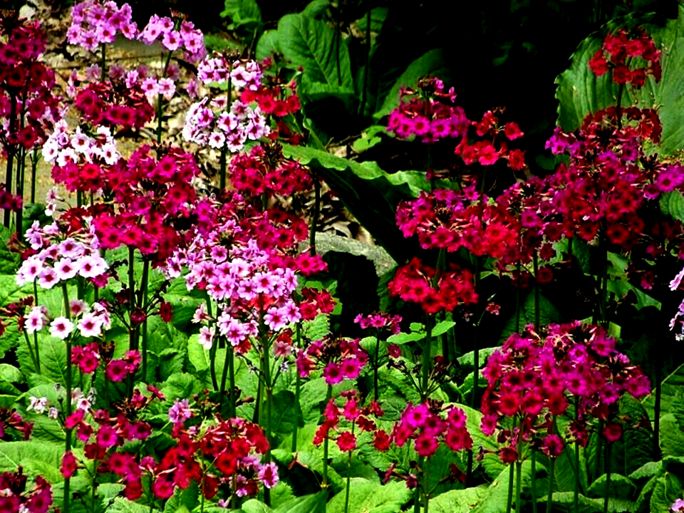 3 x plug Plants Primula Japonica pond side cottage/bog garden | eBay UK