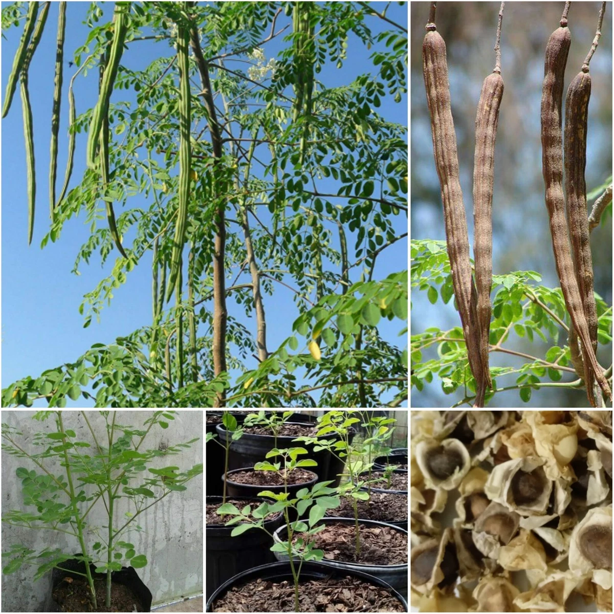 Moringa Oleifera