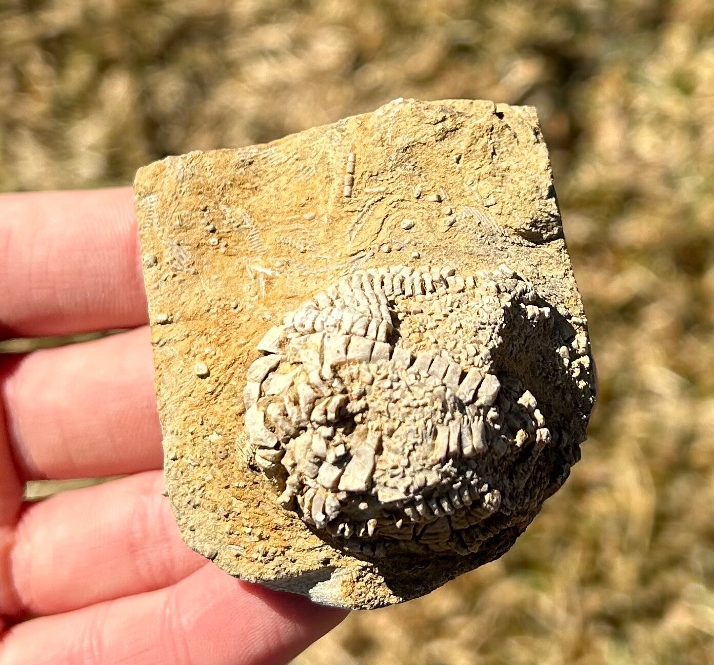 NICE Fossil Crinoid in Matrix Zeacrinus wortheni Alabama Bangor ...