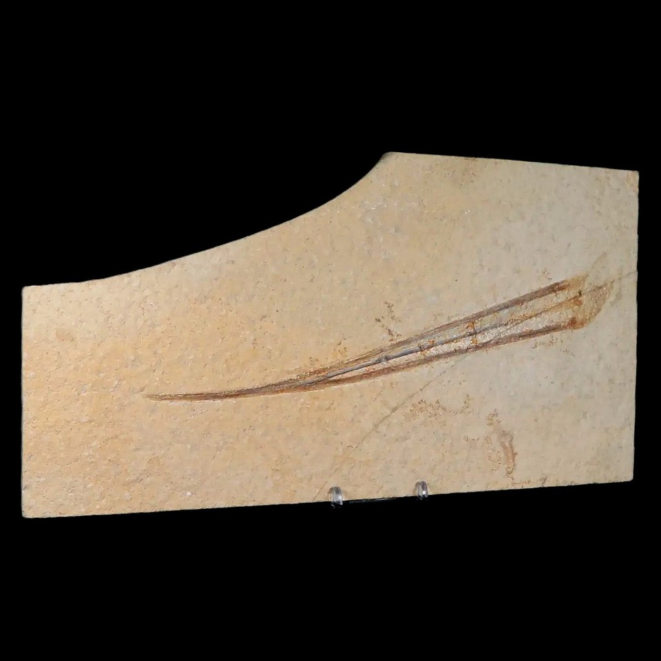 8.8" Plesioteuthis Prisca Fossil Squid Upper Jurassic Age Solnhofen FM ...