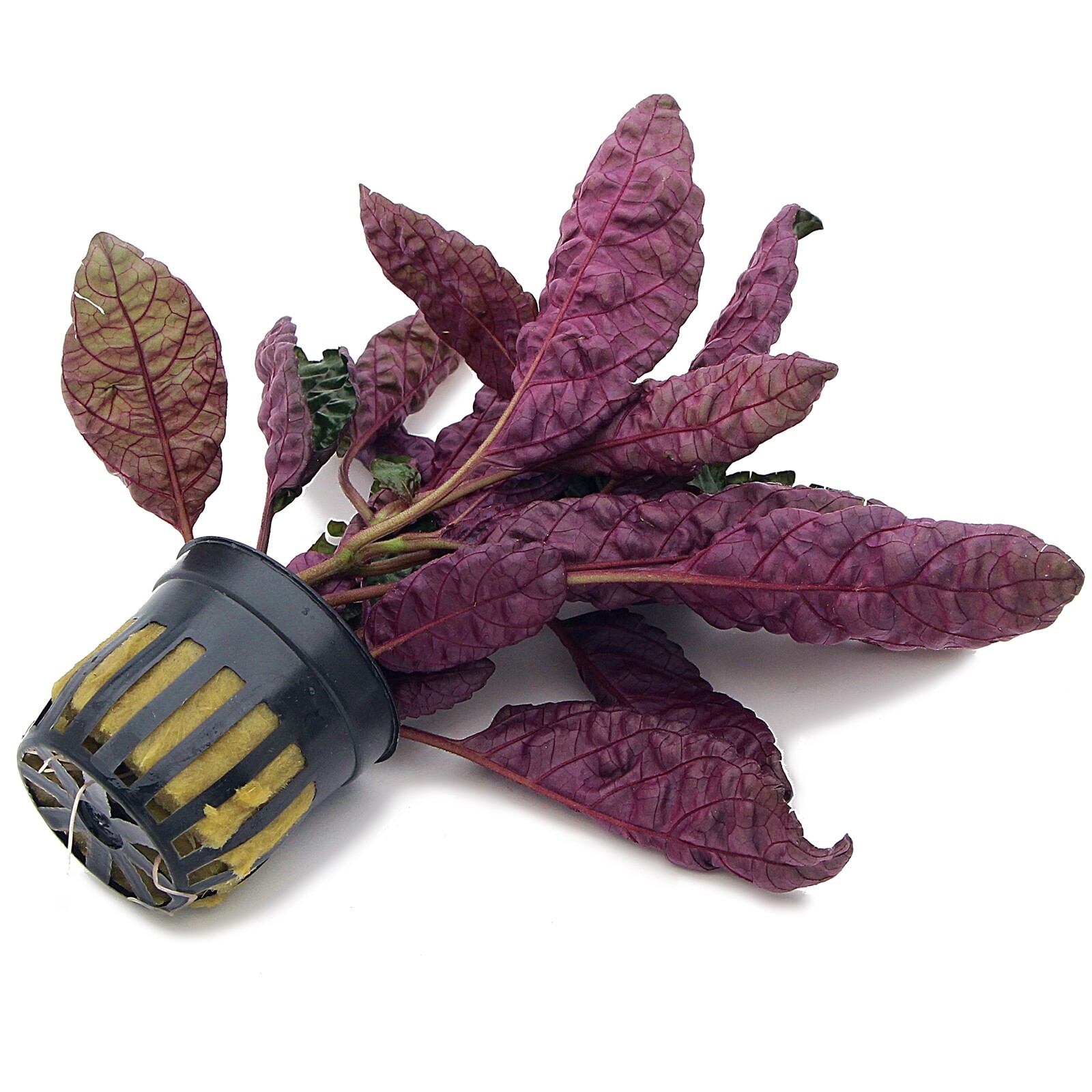 Hemigraphis Colorata Exotica Live Aquarium Plants Terrarium Vivarium ...