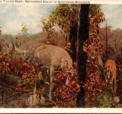 White-Tailed Deer September Scene Northern Michigan 1928 Vintage ...