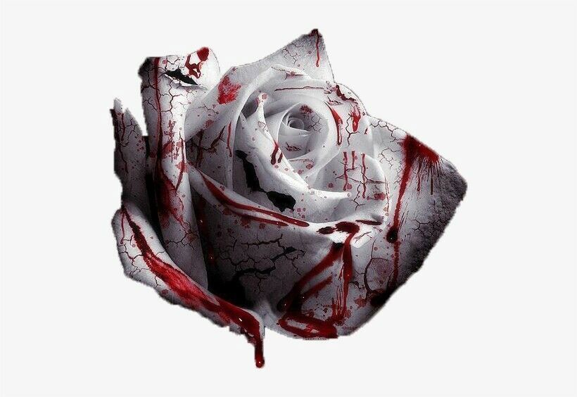 100 White Blood Rose Seeds China Rare Rose Seed Garden Flower | eBay