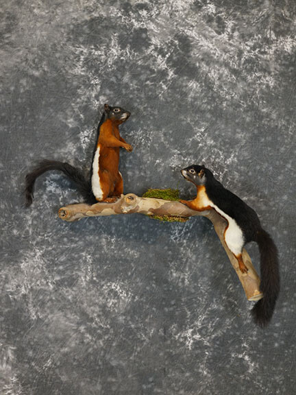 Fox Squirrel Mounts Taxidermy Amazon.com: Fisherman Squirrel Taxidermy