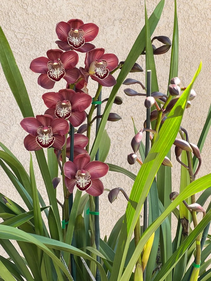 Cymbidium Barrita Magic 'Red'. 5" Pot | eBay