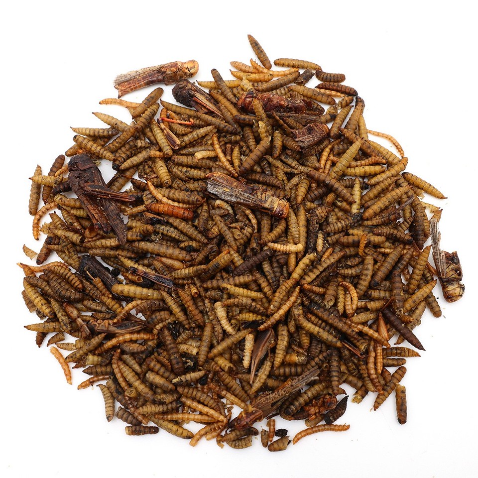 1LBS Dried Insect Trail Mix High Protein Treat BSFL Cricket Grasshopper ...