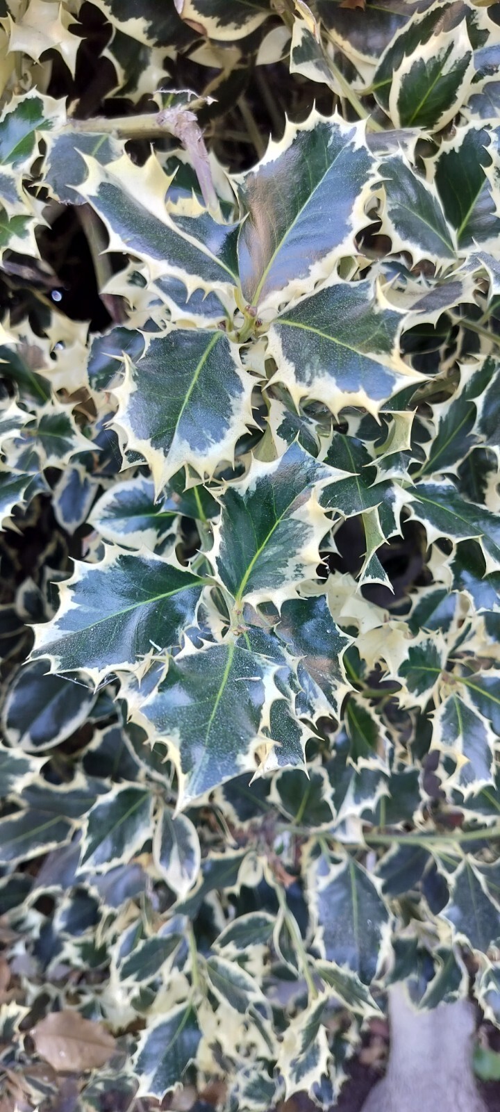 10 Cuttings of Silver Queen Variegated Holly English Oak Ilex ...
