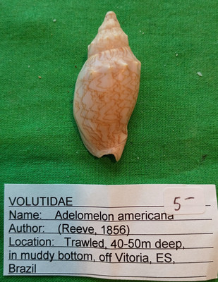 Voluta Adelomelon americana #M0945 Brazil 45mm | eBay