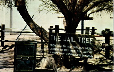 The Famous Jail Tree Wickenburg Arizona Postcard | eBay